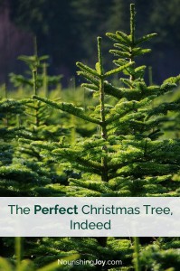 The Perfect Christmas Tree